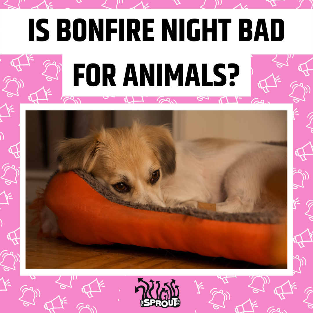 Is Bonfire Night a Damp Squib for Nature? | TheSproutTheSprout