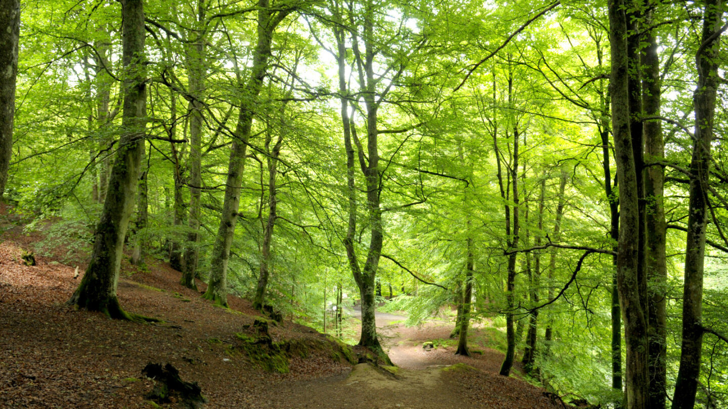 The Best Places To Walk In Cardiff | TheSproutTheSprout